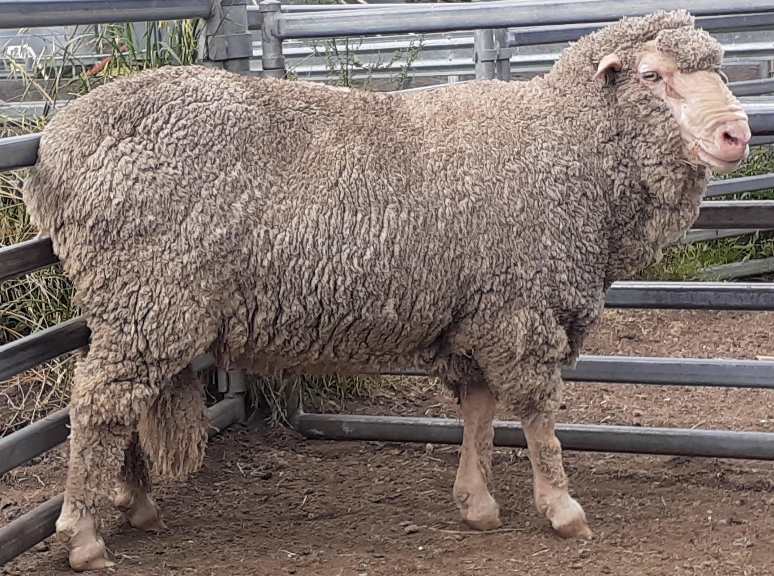 Merinos – Yalgoogenetics