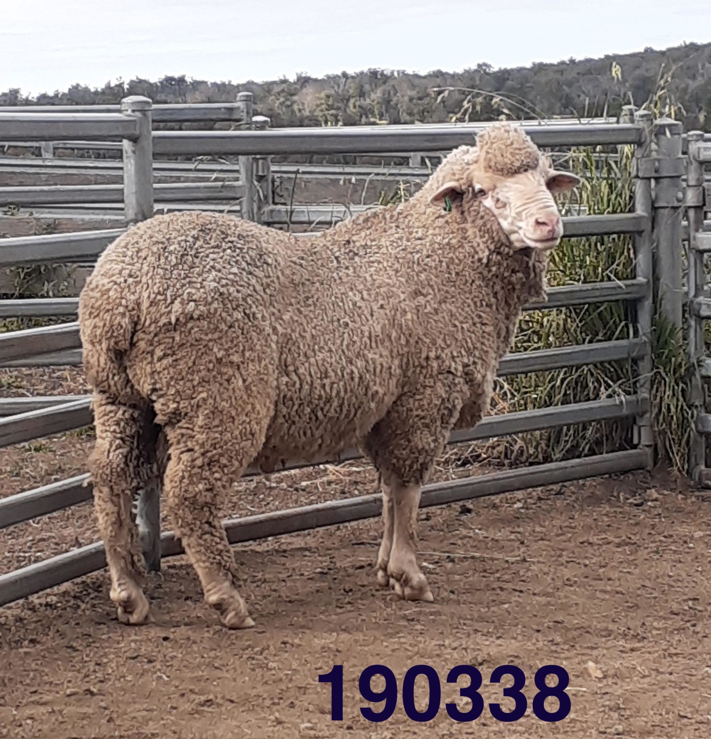 Merinos – Yalgoogenetics