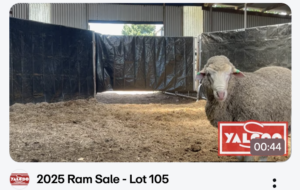 Merinos – Yalgoogenetics